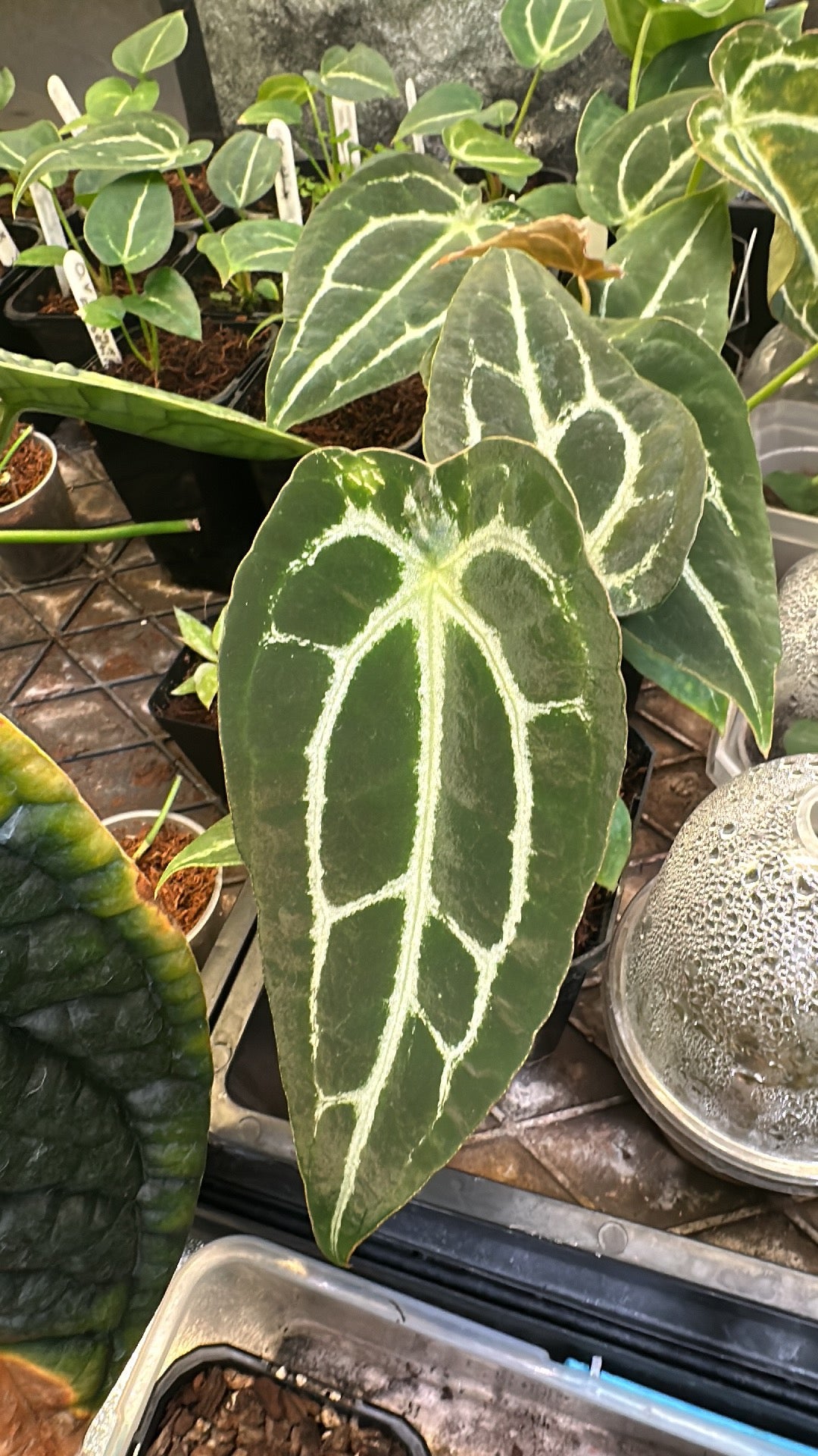 Anthurium Astraea – Leaves and Inflorescences