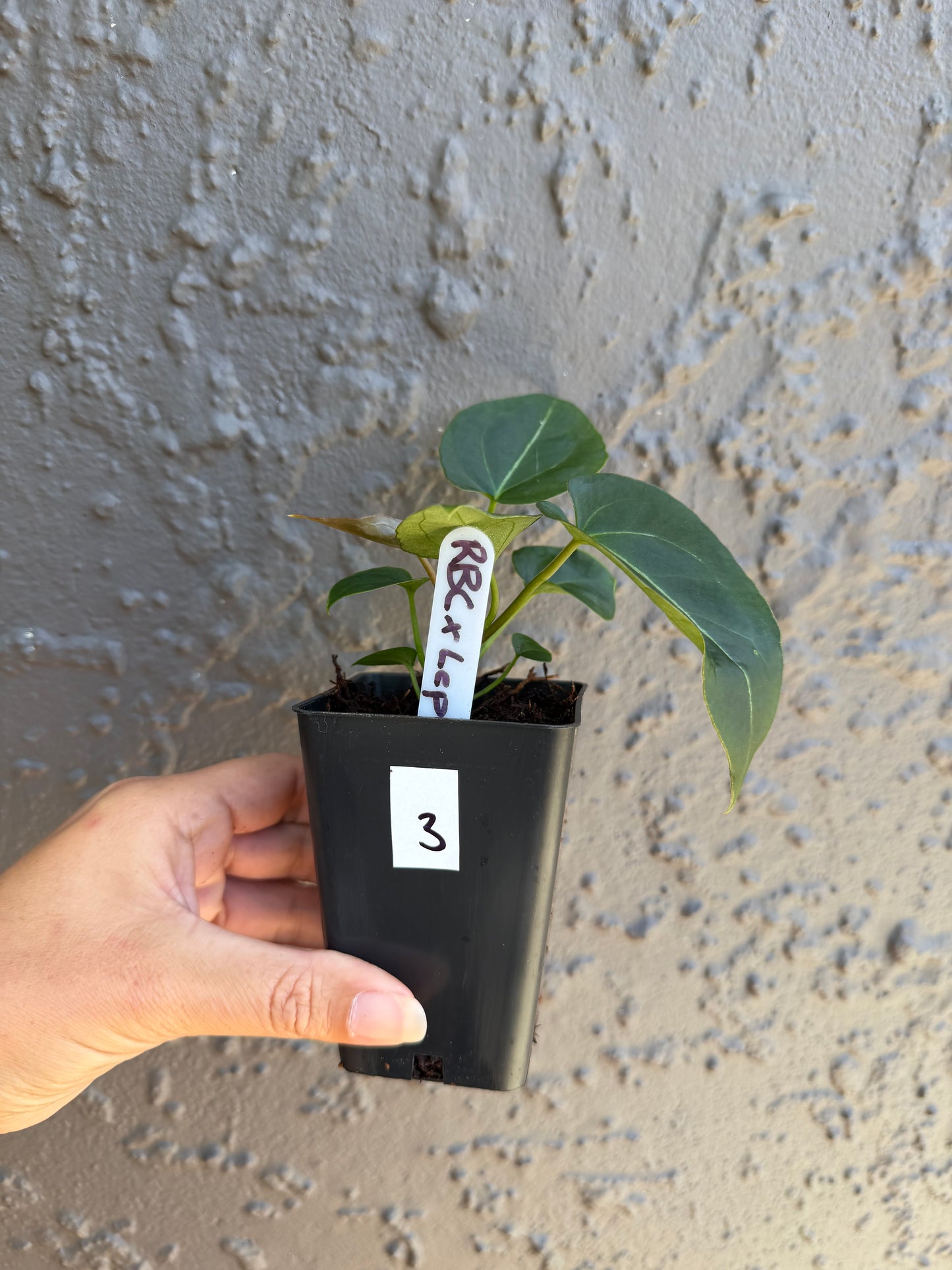 Reverse Black cherry x leopard- 3 – Leaves and Inflorescences