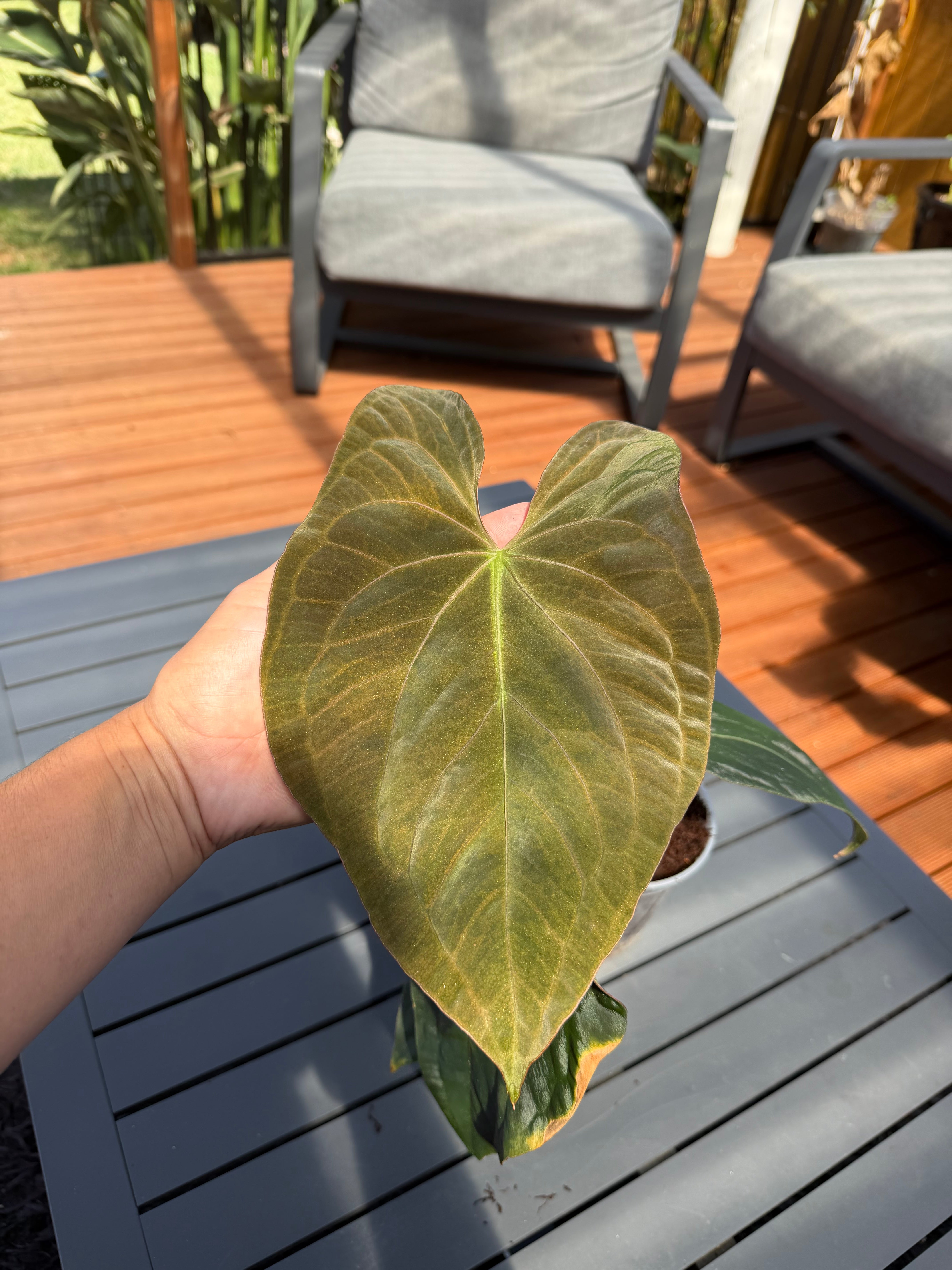 black cherry x dark phoenix – Leaves and Inflorescences