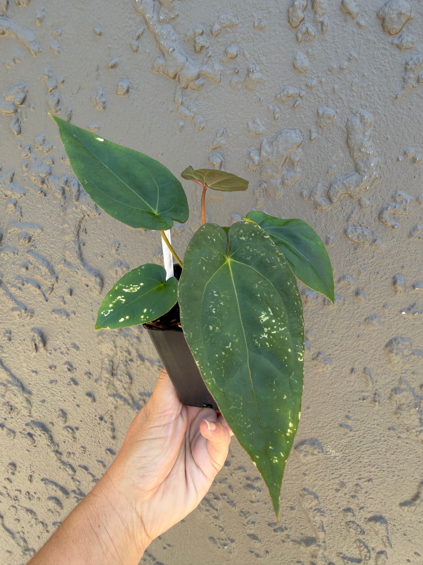 Reverse Black cherry x leopard- 1 – Leaves and Inflorescences