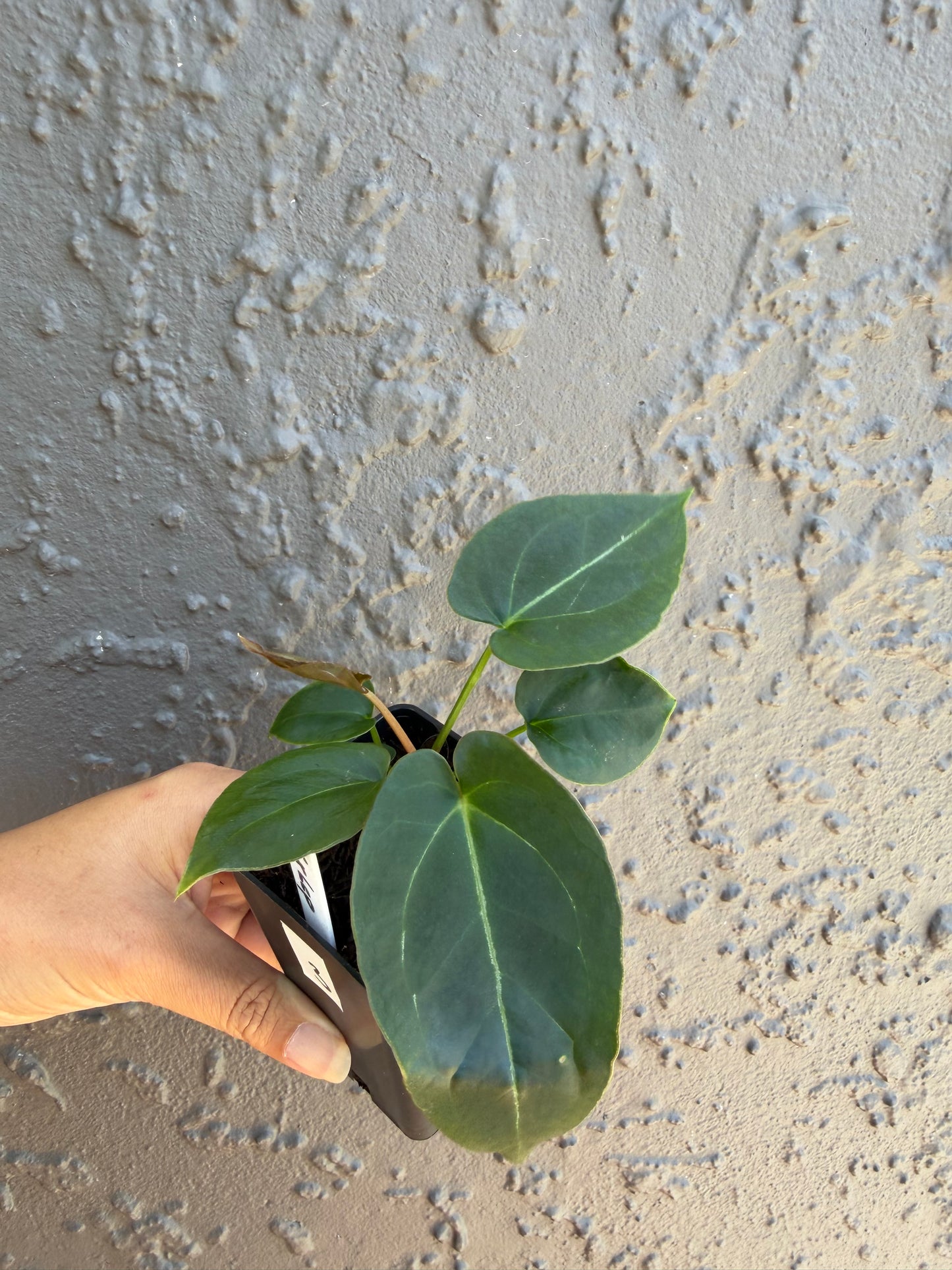 Reverse Black cherry x leopard- 3 – Leaves and Inflorescences